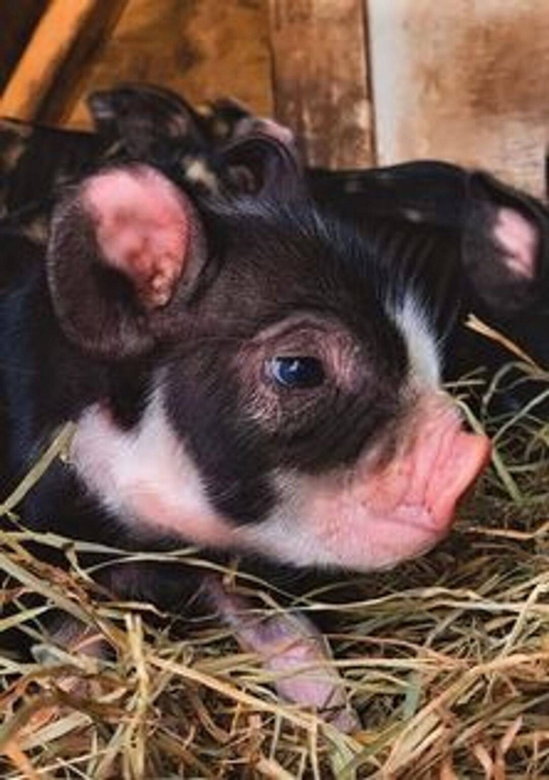 Breed Standard – Idaho Pasture Pig Registry LLC