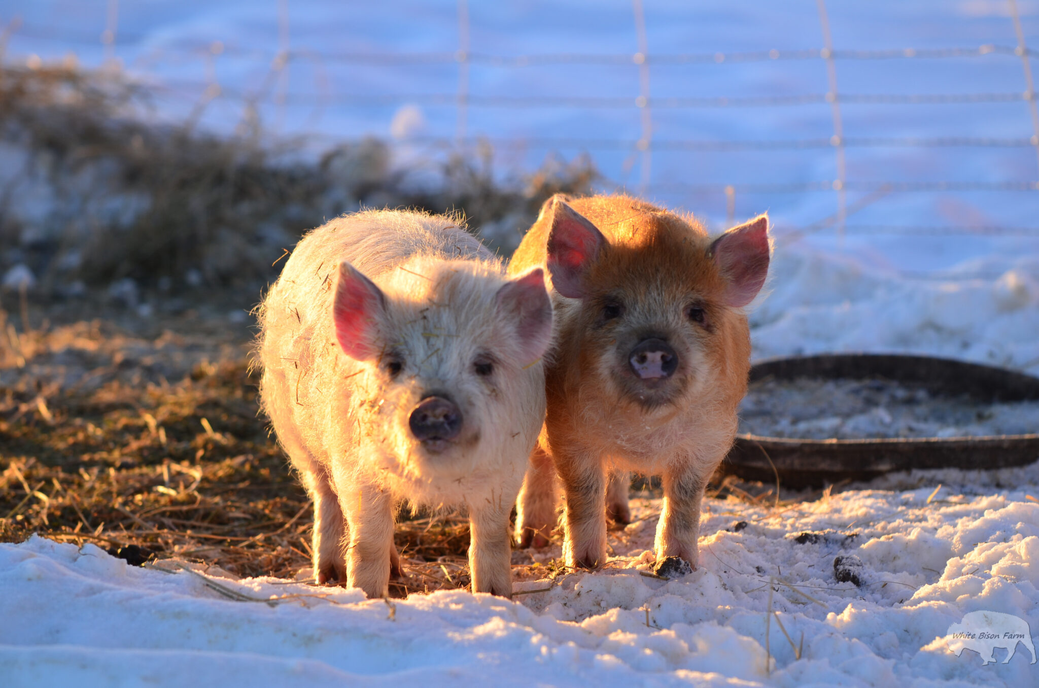 Breed Standard - Idaho Pasture Pig Registry LLC