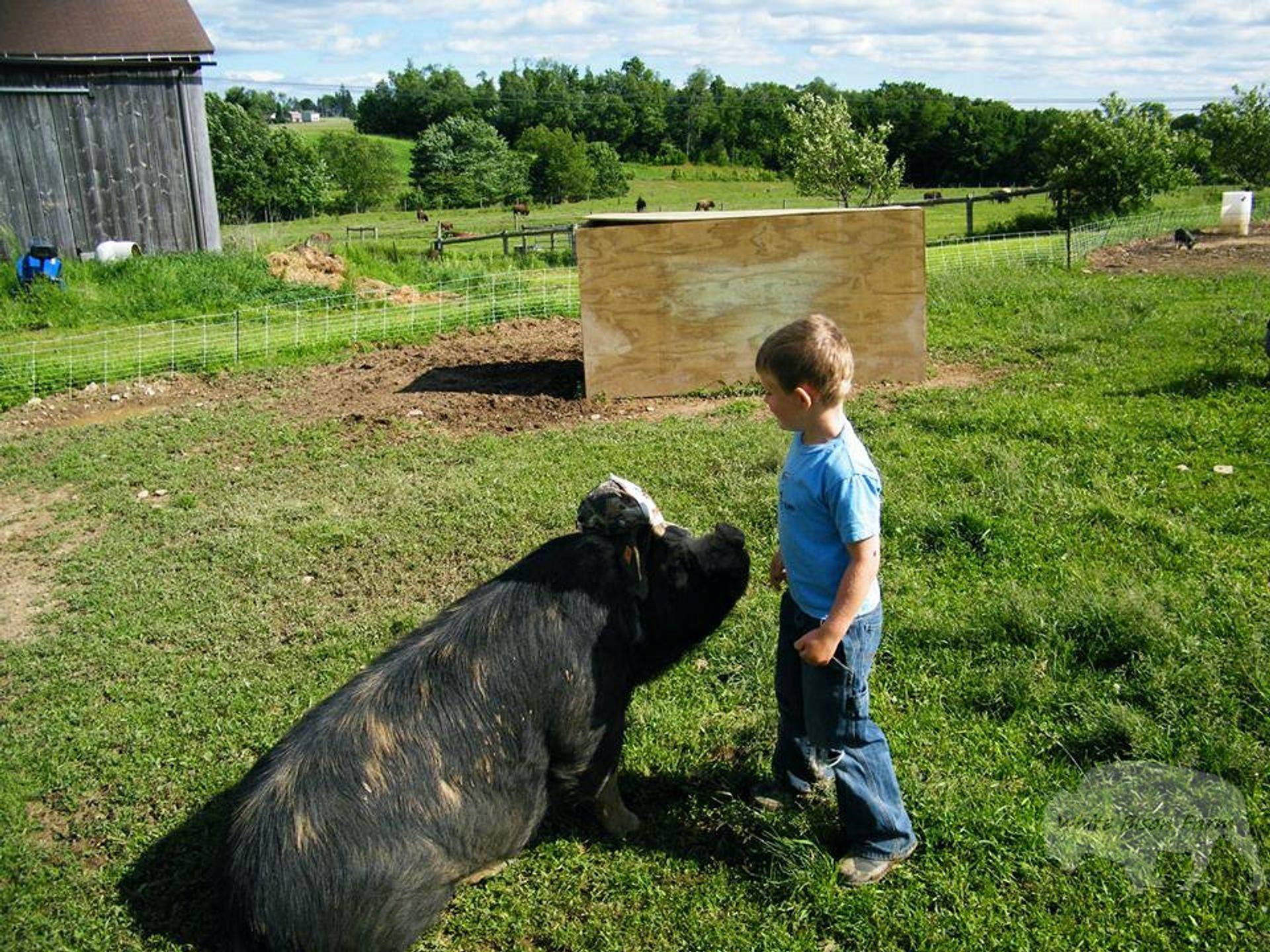 Breed Standard - Idaho Pasture Pig Registry LLC