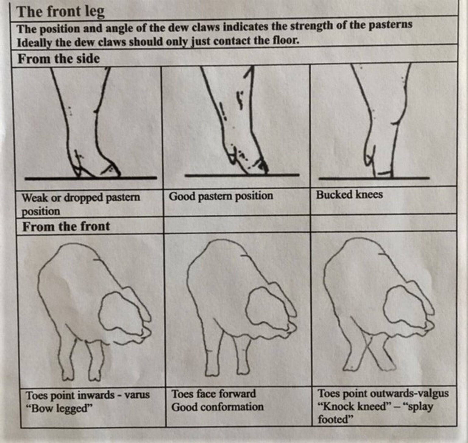 Breed Standard – Idaho Pasture Pig Registry LLC
