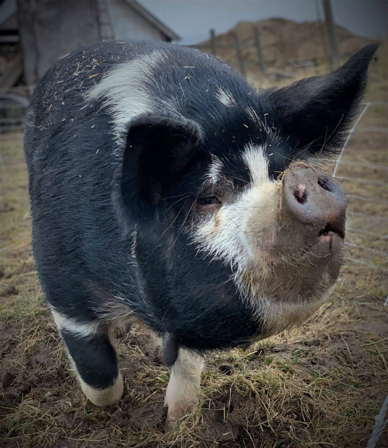 Breed Standard - Idaho Pasture Pig Registry LLC