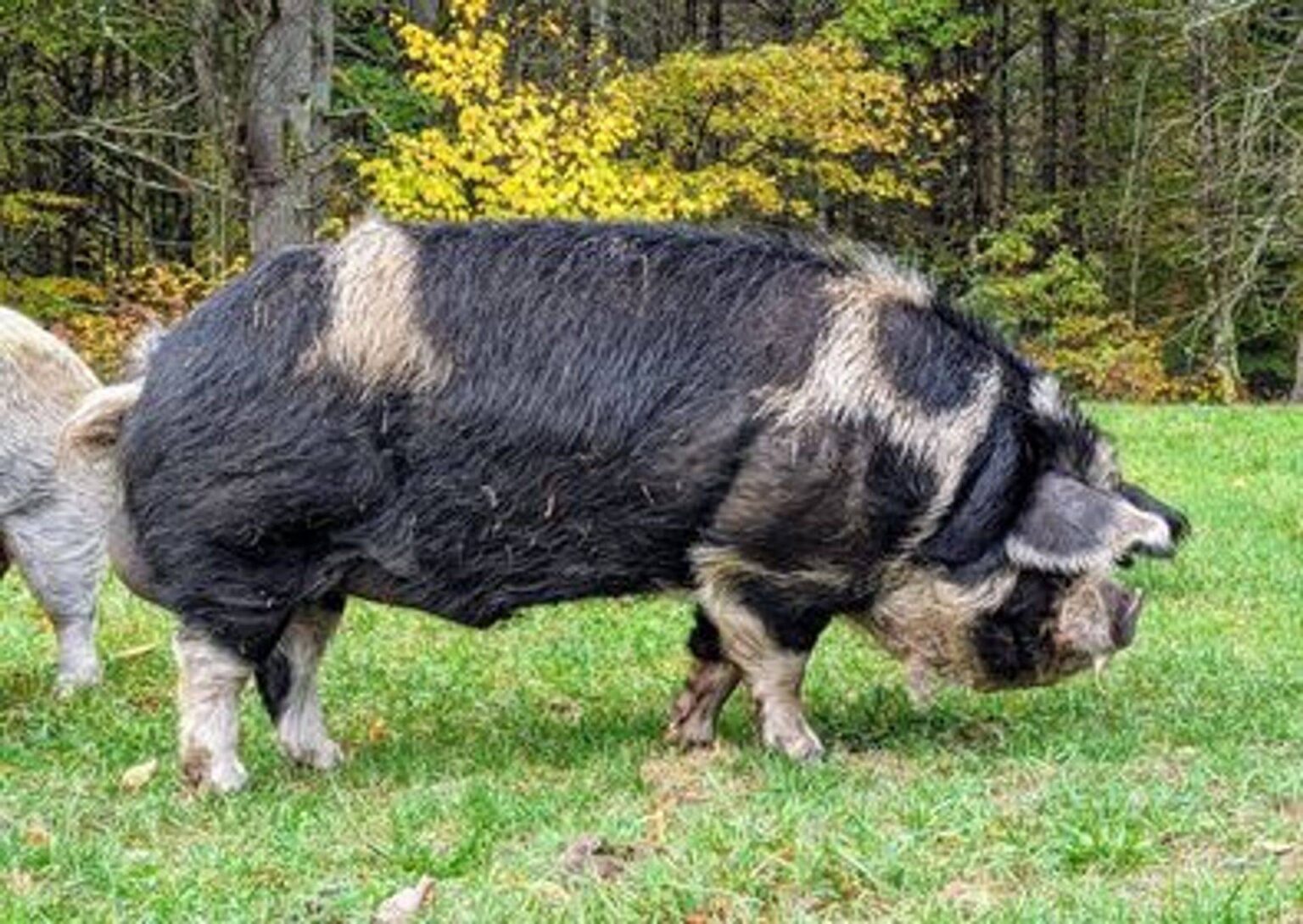 Breed Standard - Idaho Pasture Pig Registry LLC