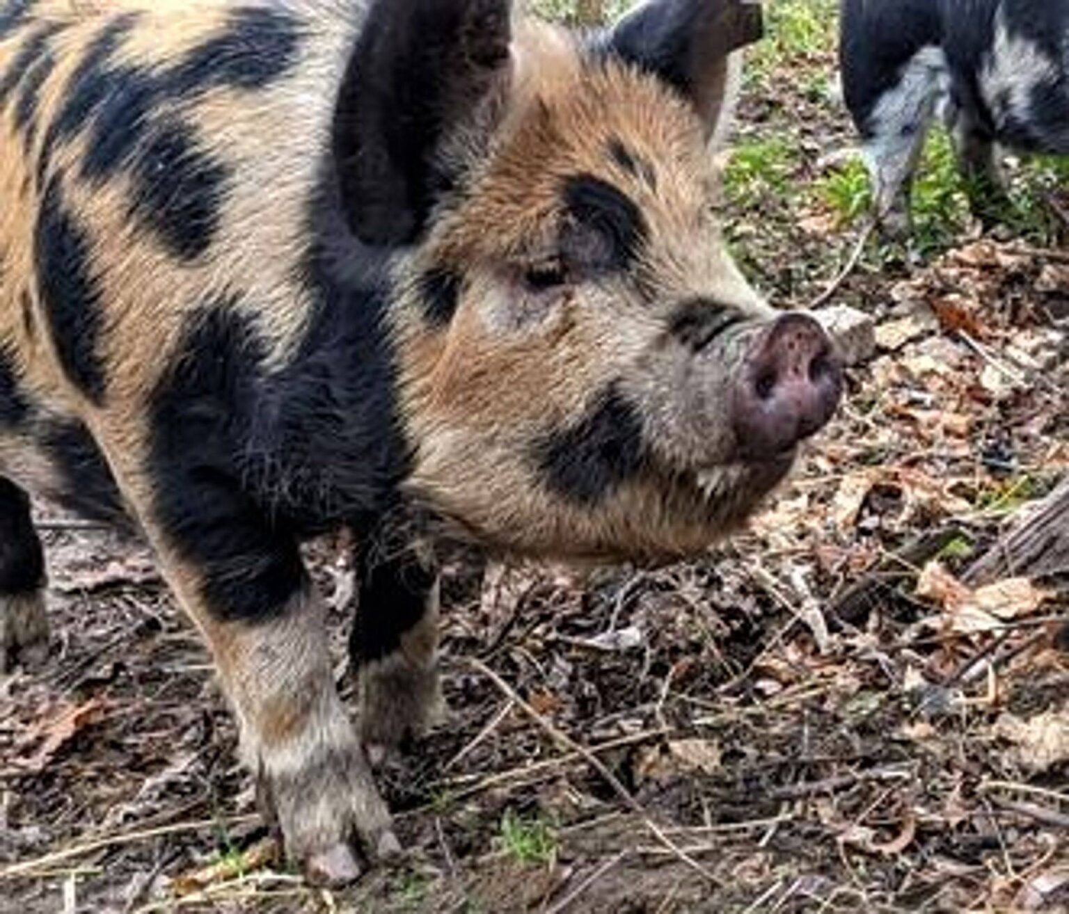 Breed Standard - Idaho Pasture Pig Registry LLC