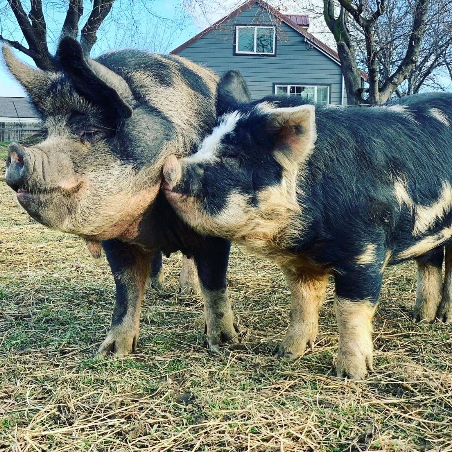 Breed Standard - Idaho Pasture Pig Registry LLC