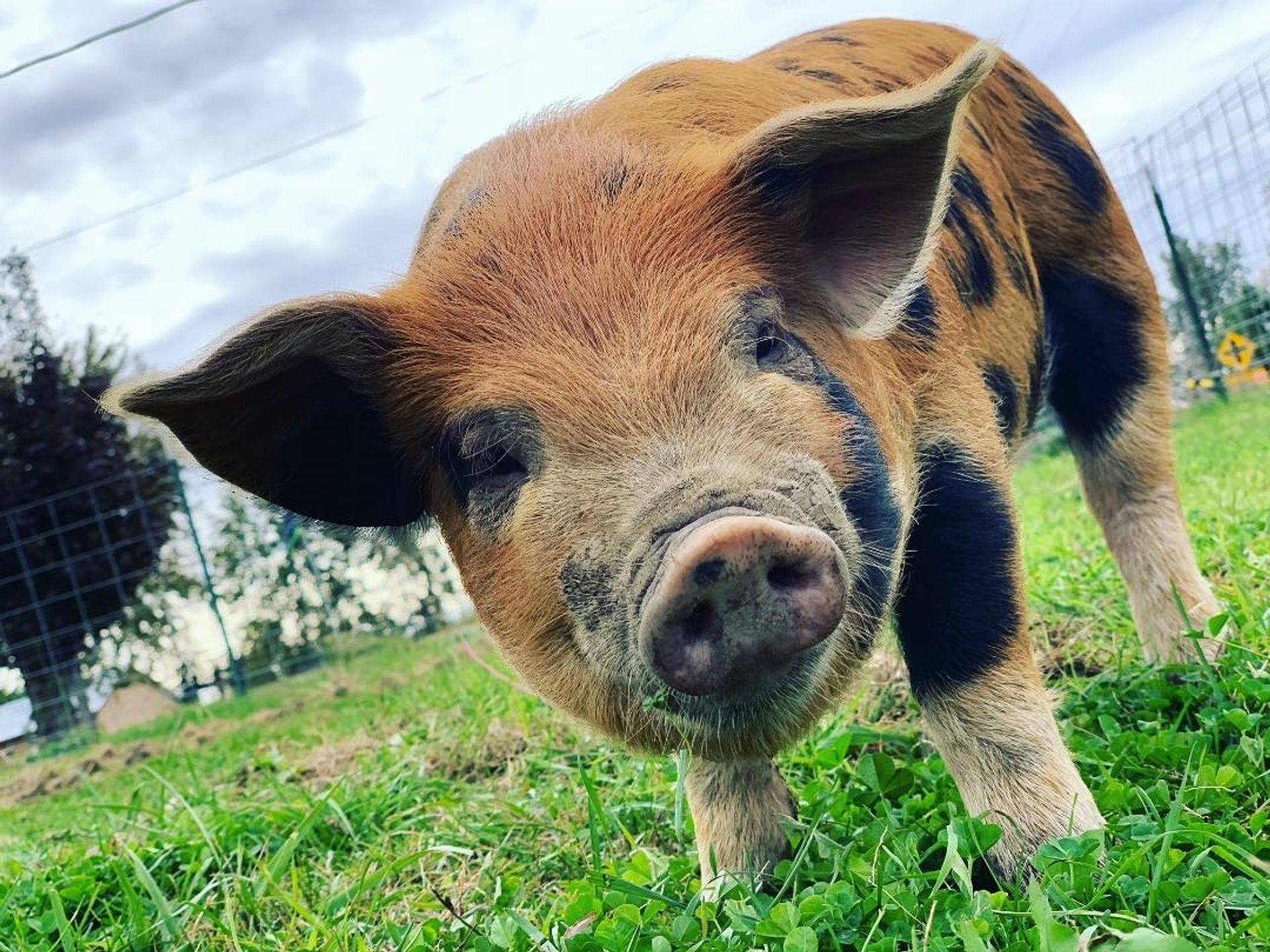 Breed Standard - Idaho Pasture Pig Registry LLC