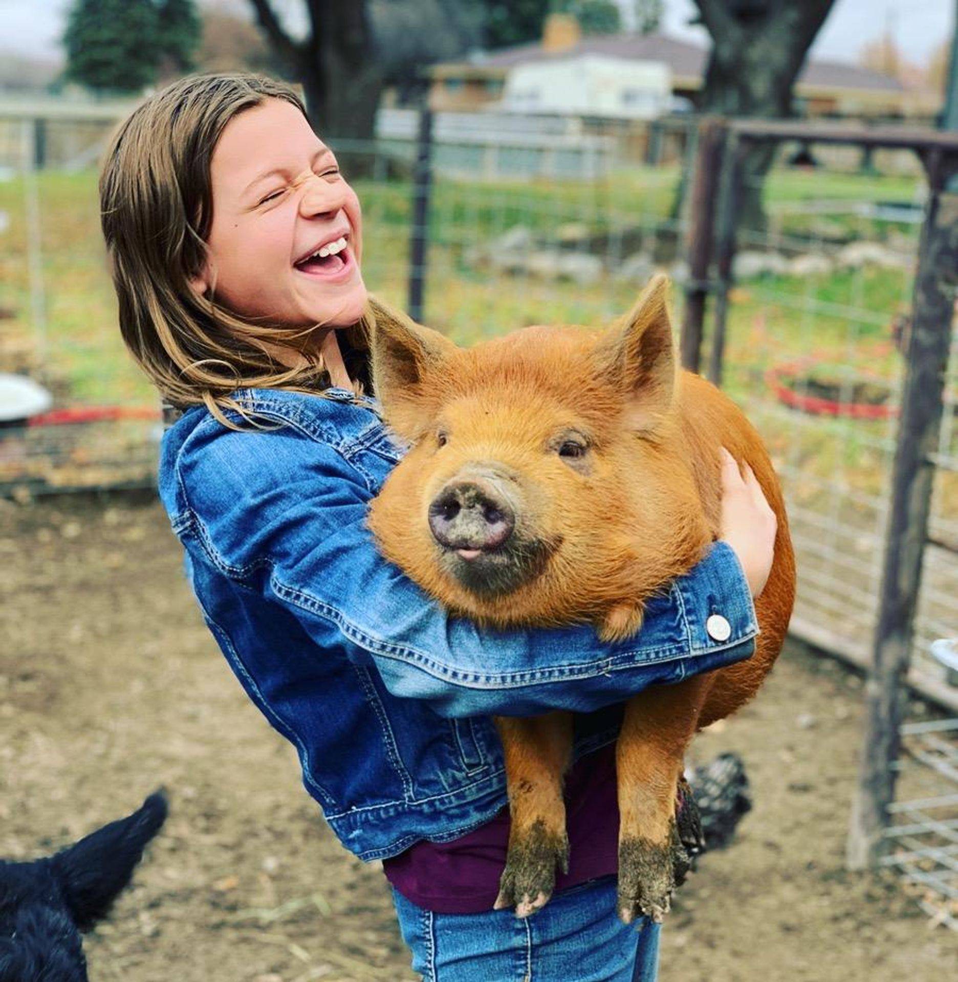 Breed Standard - Idaho Pasture Pig Registry LLC