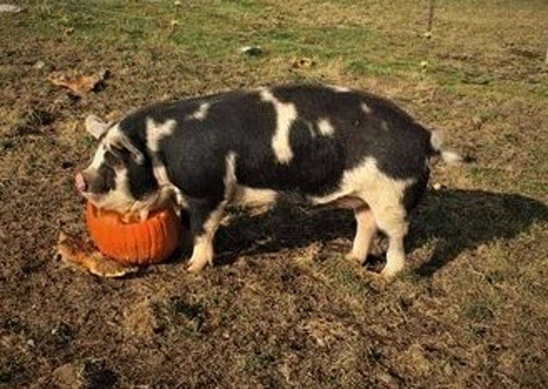 Breed Standard – Idaho Pasture Pig Registry LLC