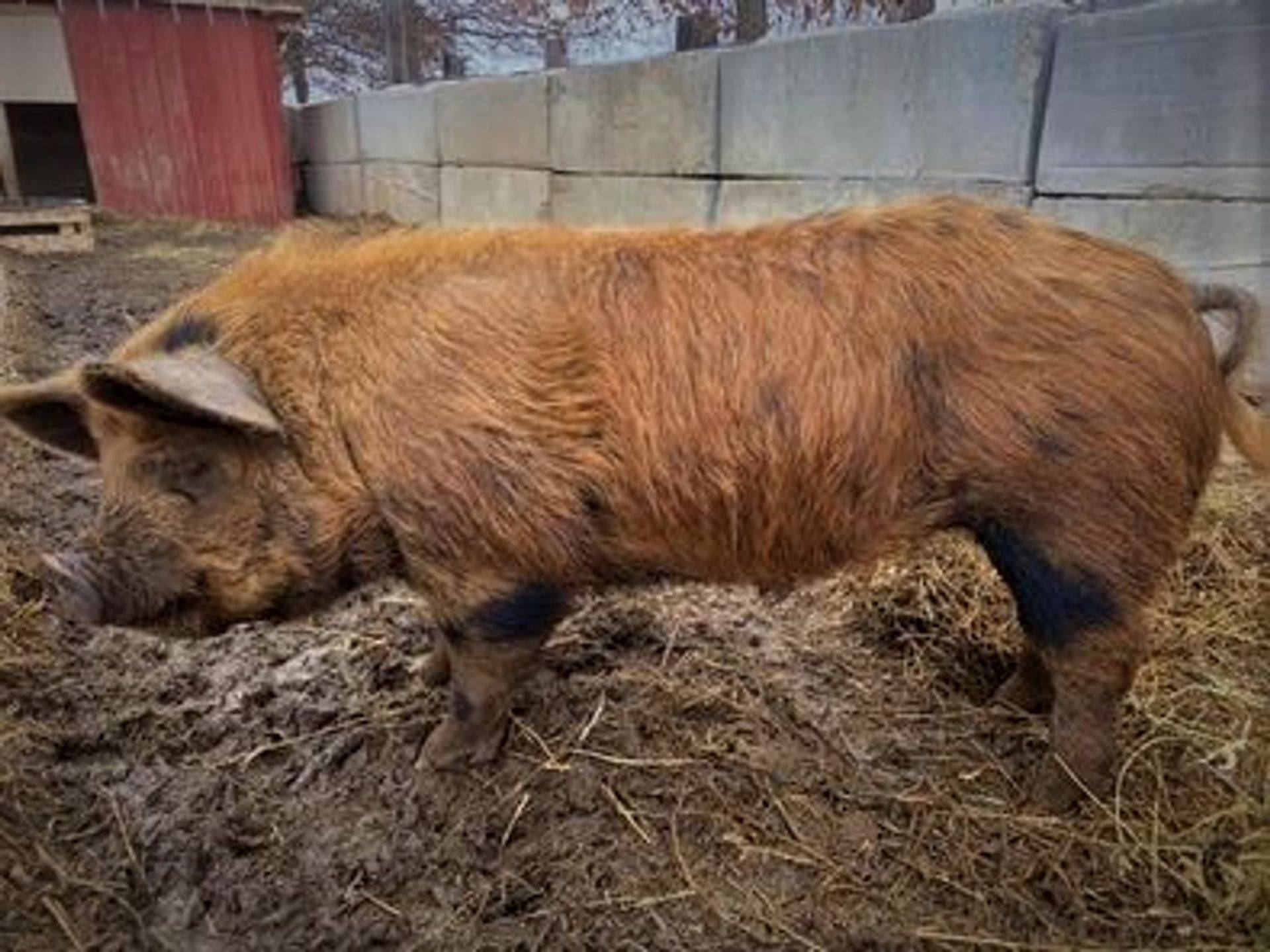 Breed Standard – Idaho Pasture Pig Registry LLC