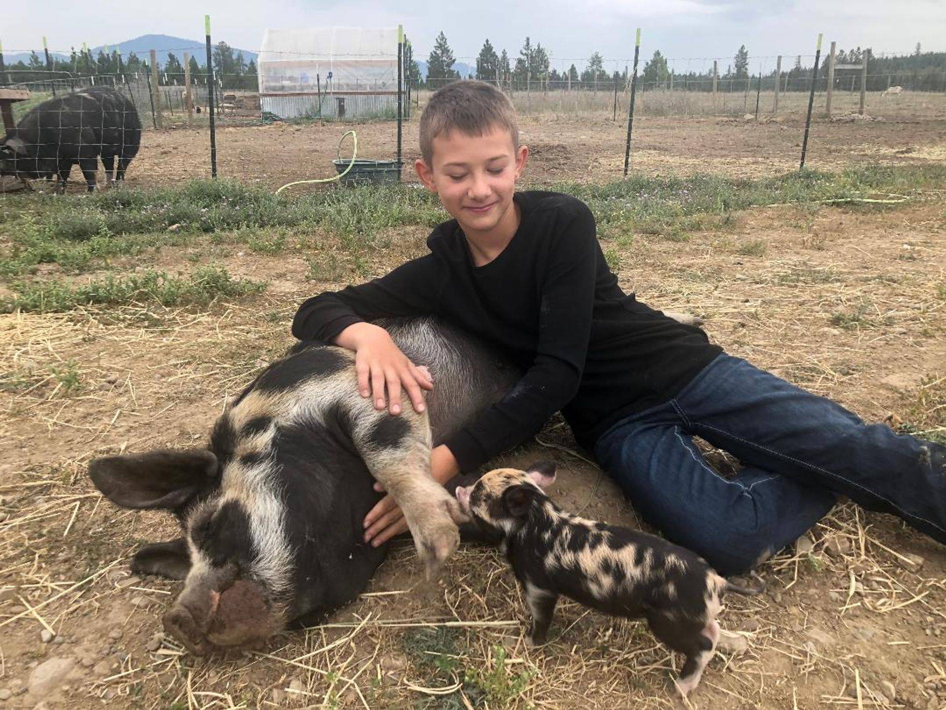 Breed Standard - Idaho Pasture Pig Registry LLC