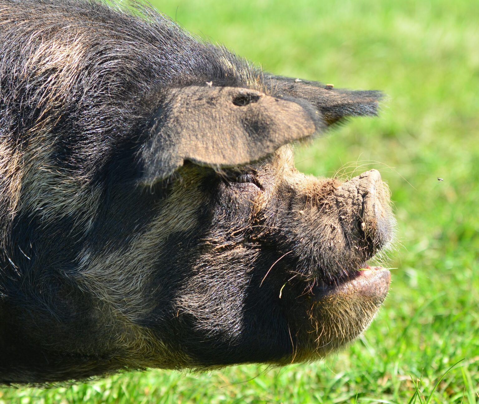 Breed Standard - Idaho Pasture Pig Registry LLC