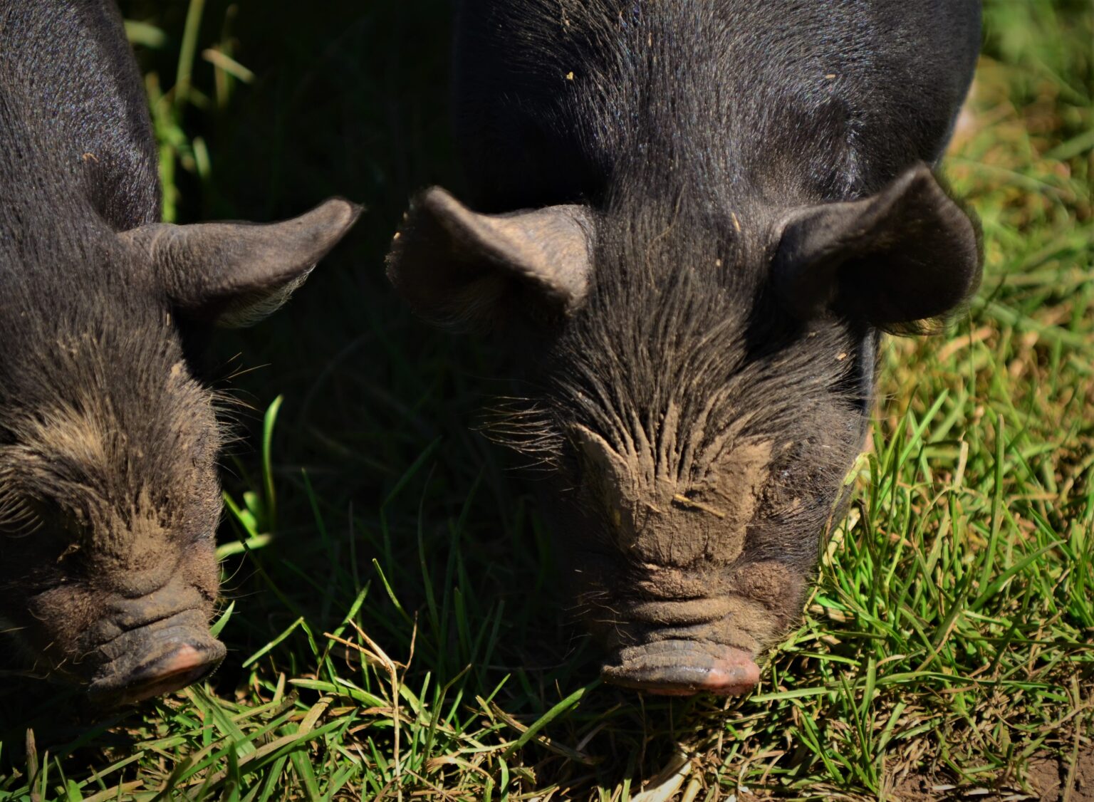 Breed Standard - Idaho Pasture Pig Registry LLC