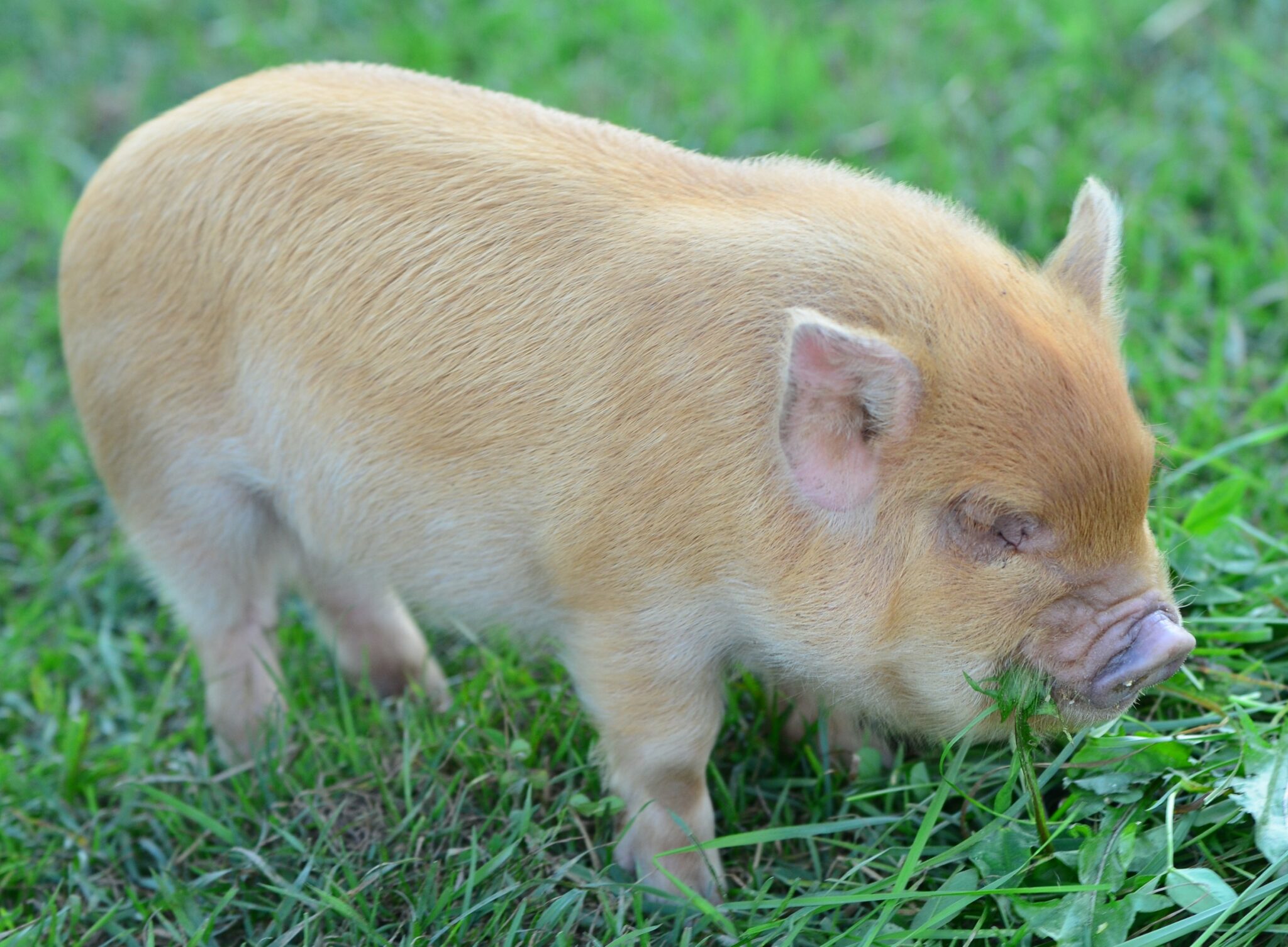 Breed Standard - Idaho Pasture Pig Registry LLC