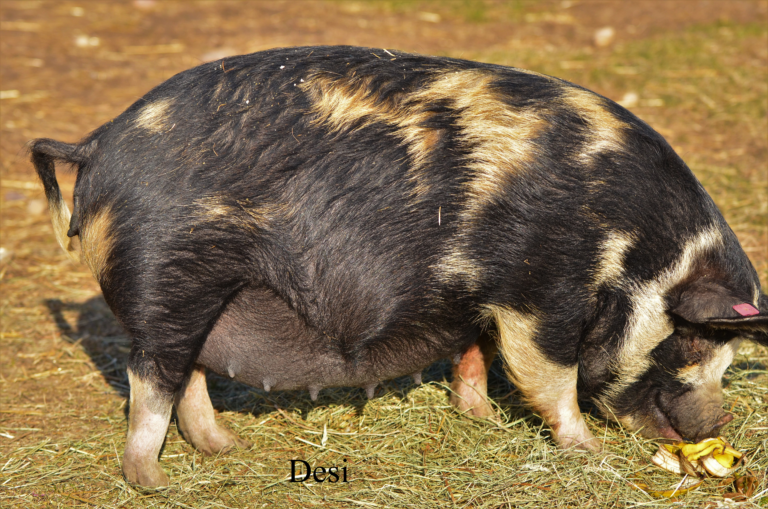 Breed Standard - Idaho Pasture Pig Registry LLC