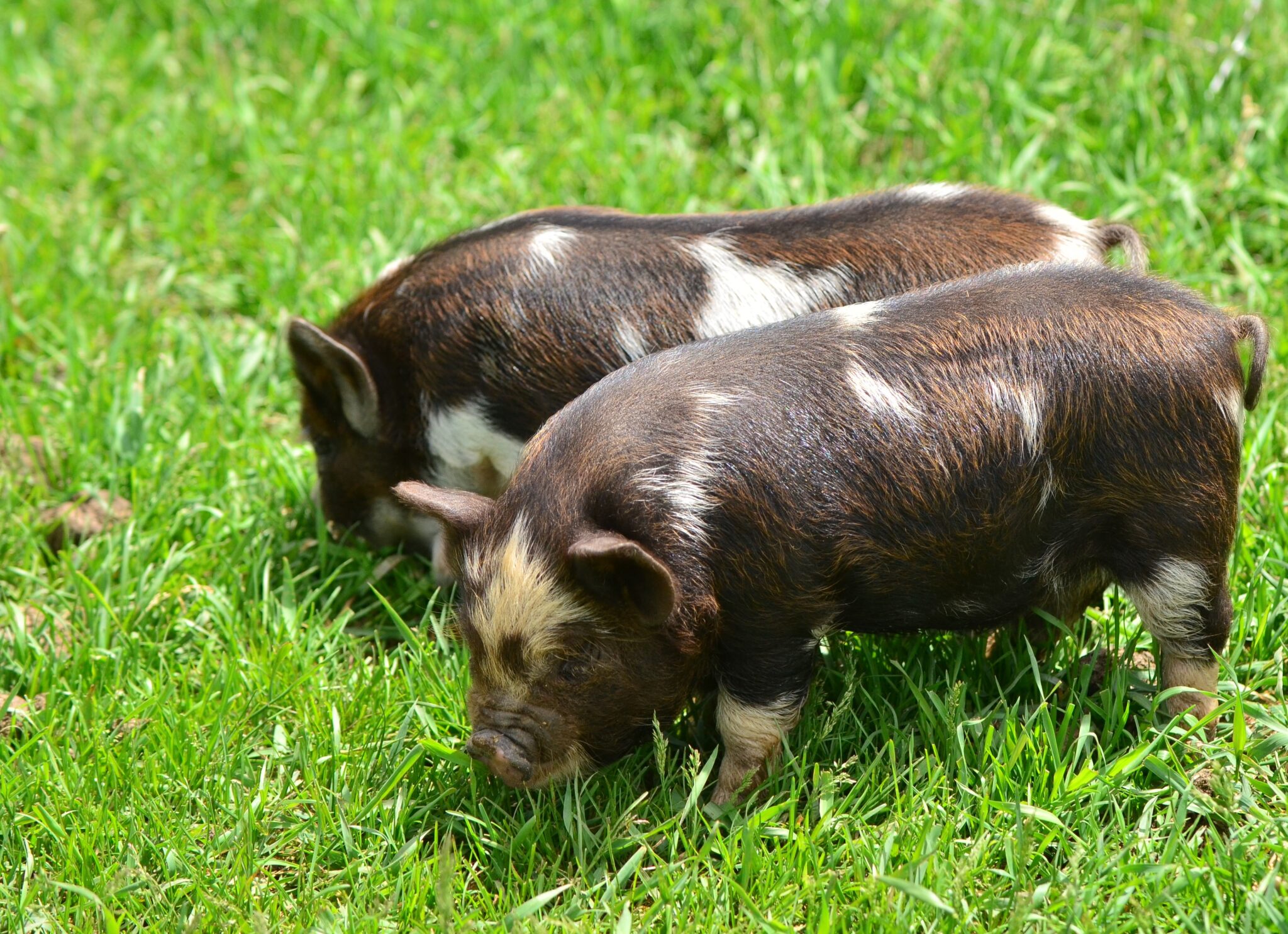 Breed Standard - Idaho Pasture Pig Registry LLC