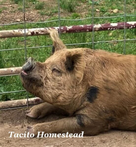 Breed Standard Comparisons - Idaho Pasture Pig Registry LLC