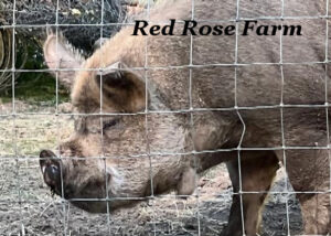 Breed Standard Comparisons - Idaho Pasture Pig Registry LLC