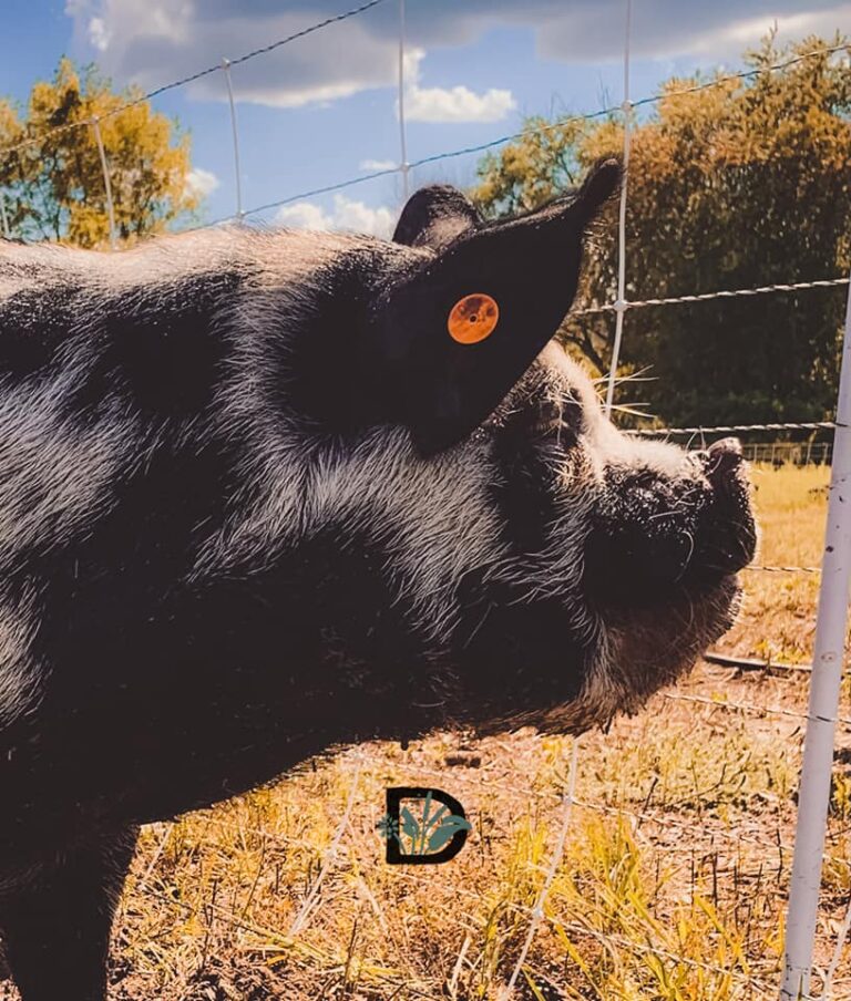 Breed Standard Comparisons – Idaho Pasture Pig Registry LLC