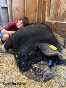 Breed Standard Comparisons - Idaho Pasture Pig Registry LLC