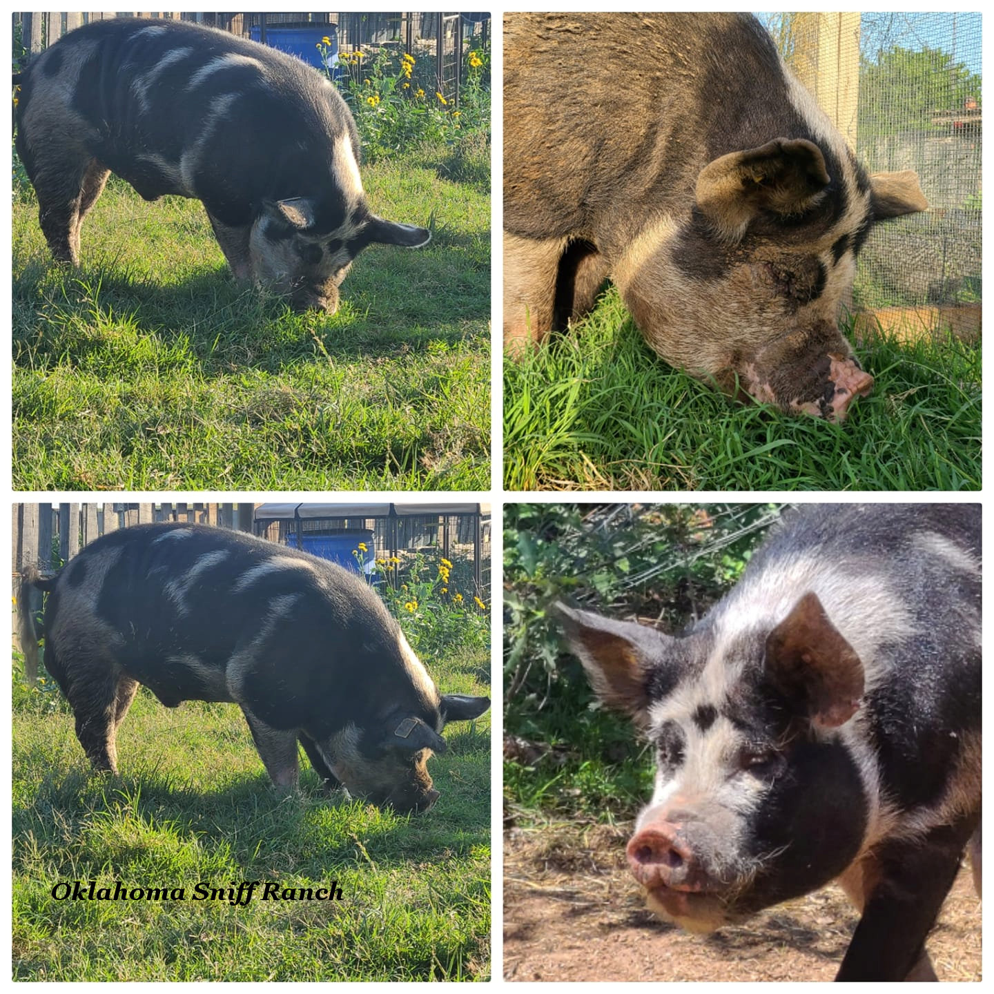 Breed Standard Comparisons - Idaho Pasture Pig Registry LLC