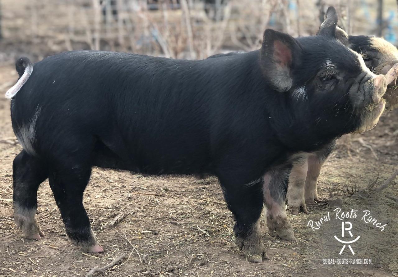 Breed Standard Comparisons - Idaho Pasture Pig Registry LLC