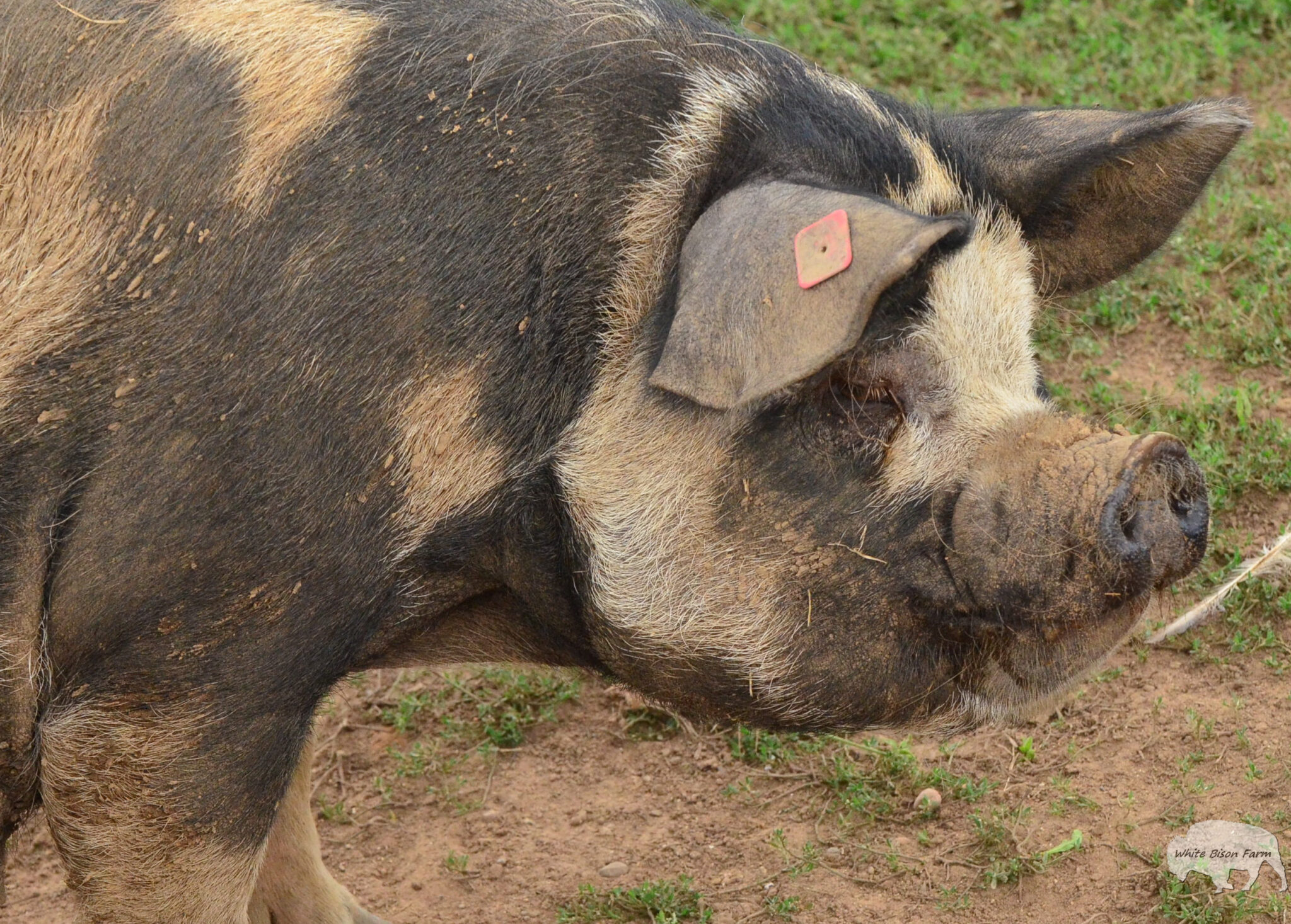 Breed Standard Comparisons - Idaho Pasture Pig Registry LLC