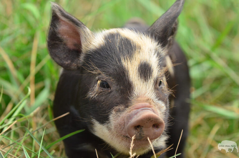 Breed Standard Comparisons – Idaho Pasture Pig Registry LLC