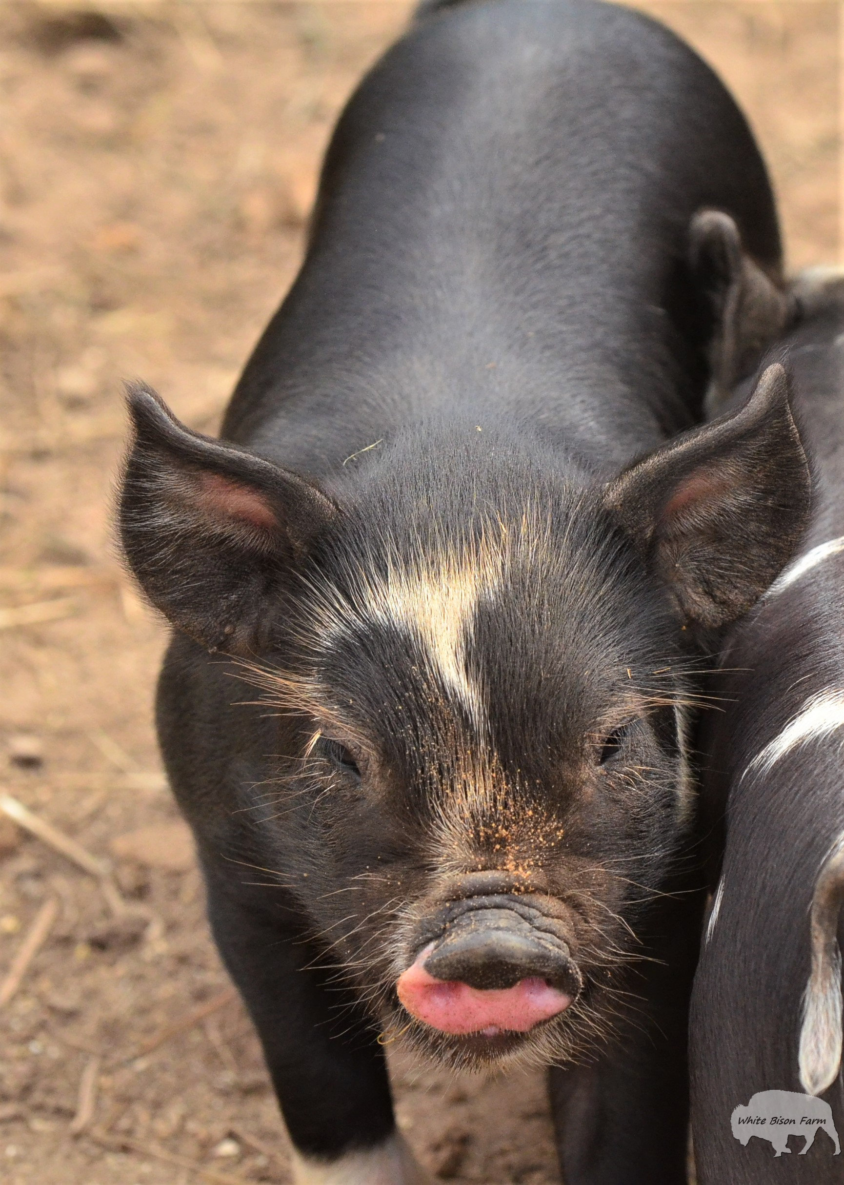 Breed Standard Comparisons – Idaho Pasture Pig Registry LLC