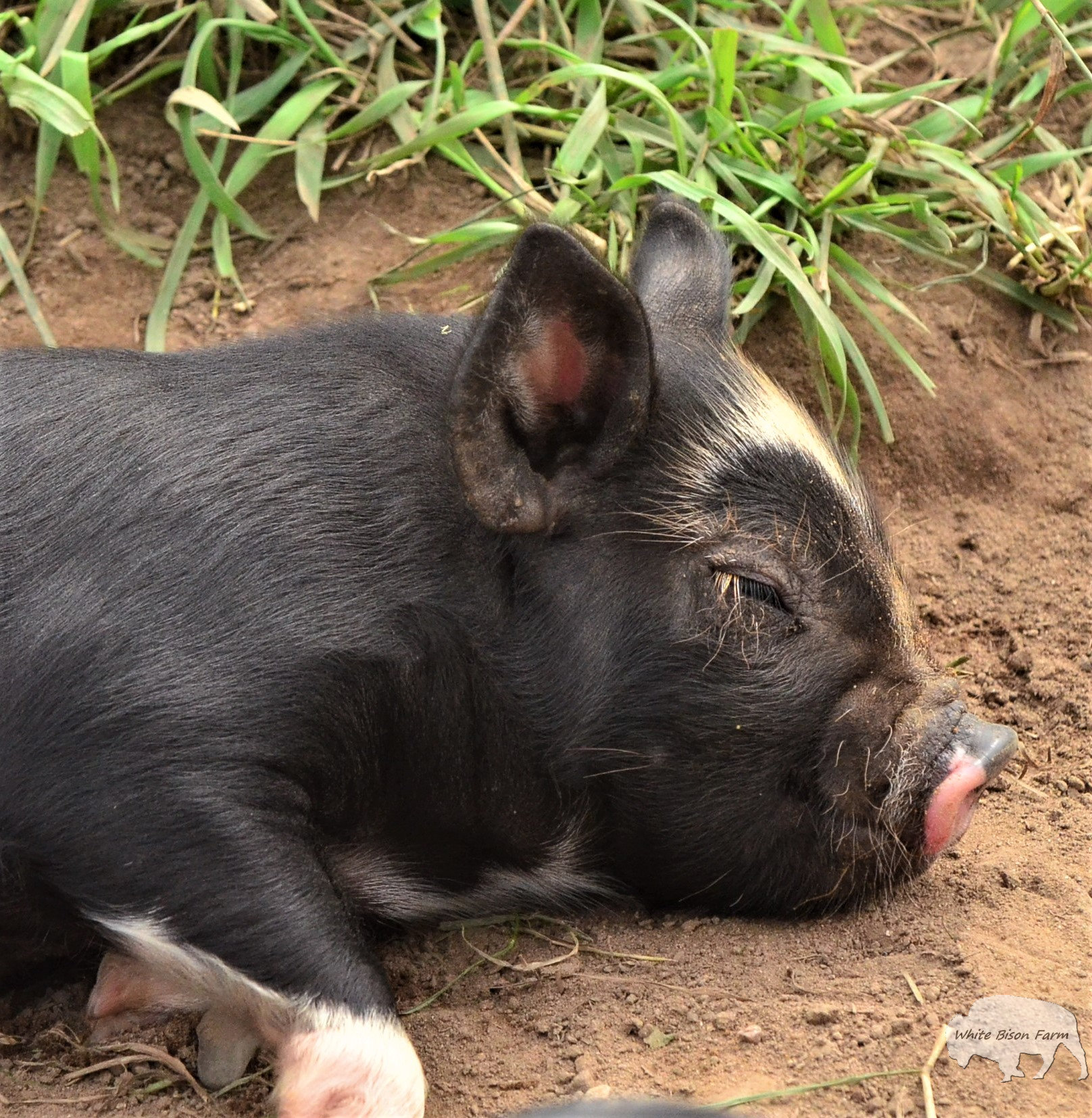 Breed Standard Comparisons – Idaho Pasture Pig Registry LLC