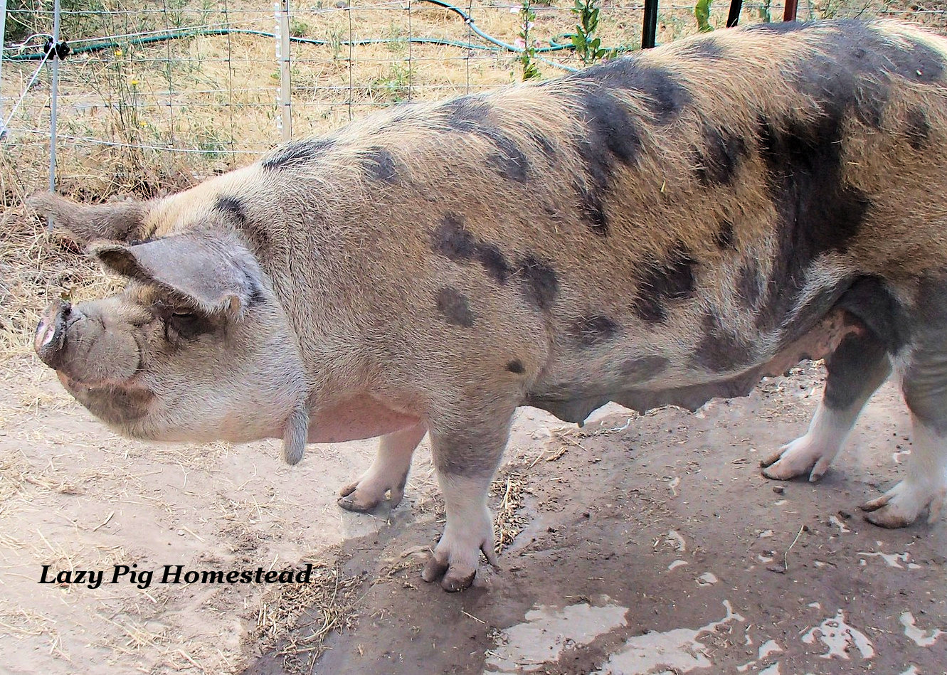 Breed Standard Comparisons – Idaho Pasture Pig Registry LLC