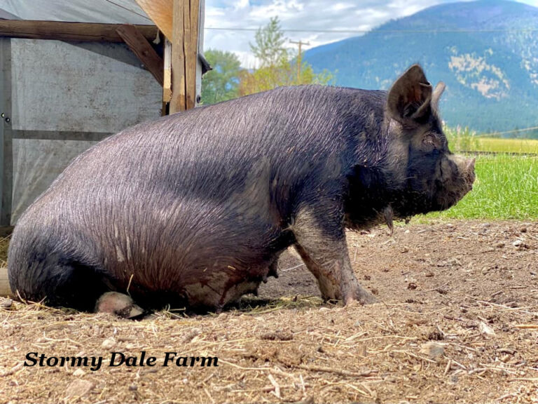 Breed Standard Comparisons - Idaho Pasture Pig Registry LLC