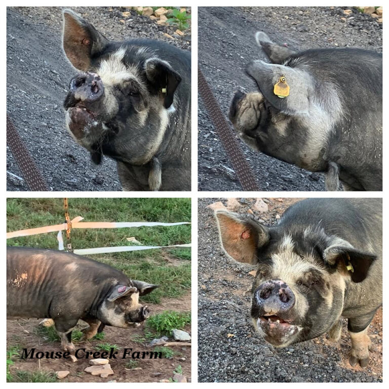 Breed Standard Comparisons - Idaho Pasture Pig Registry LLC