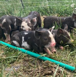 Breed Standard Comparisons - Idaho Pasture Pig Registry LLC