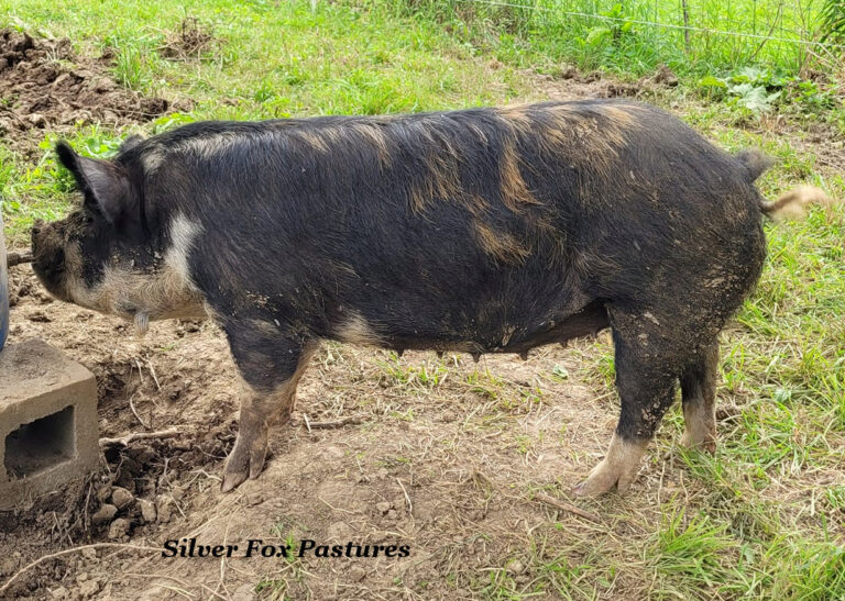 Breed Standard Comparisons - Idaho Pasture Pig Registry LLC