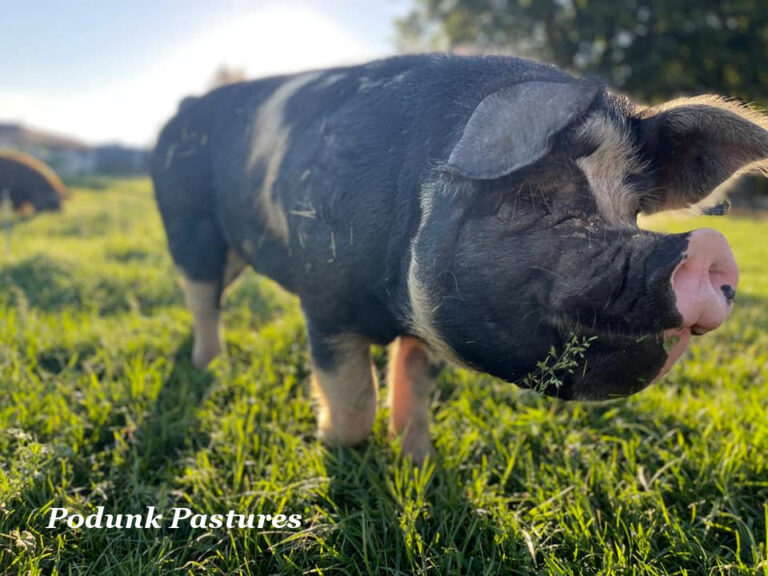 Breed Standard Comparisons - Idaho Pasture Pig Registry LLC