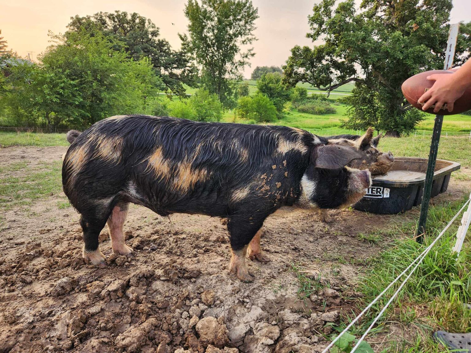Breed Standard Comparisons - Idaho Pasture Pig Registry LLC