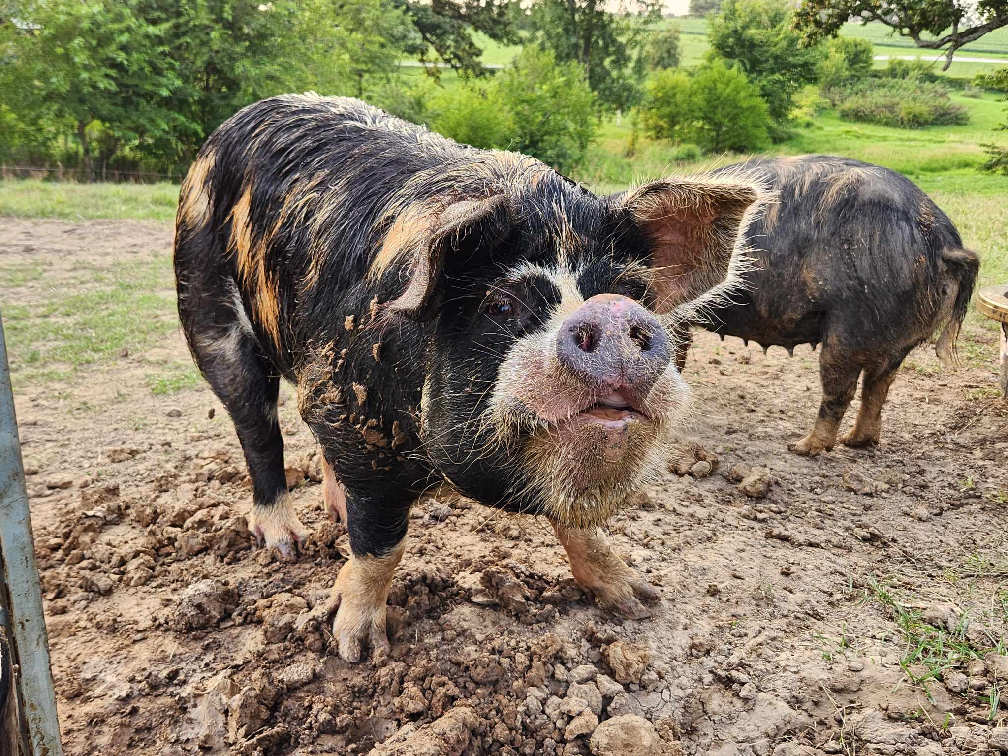 Breed Standard Comparisons - Idaho Pasture Pig Registry LLC