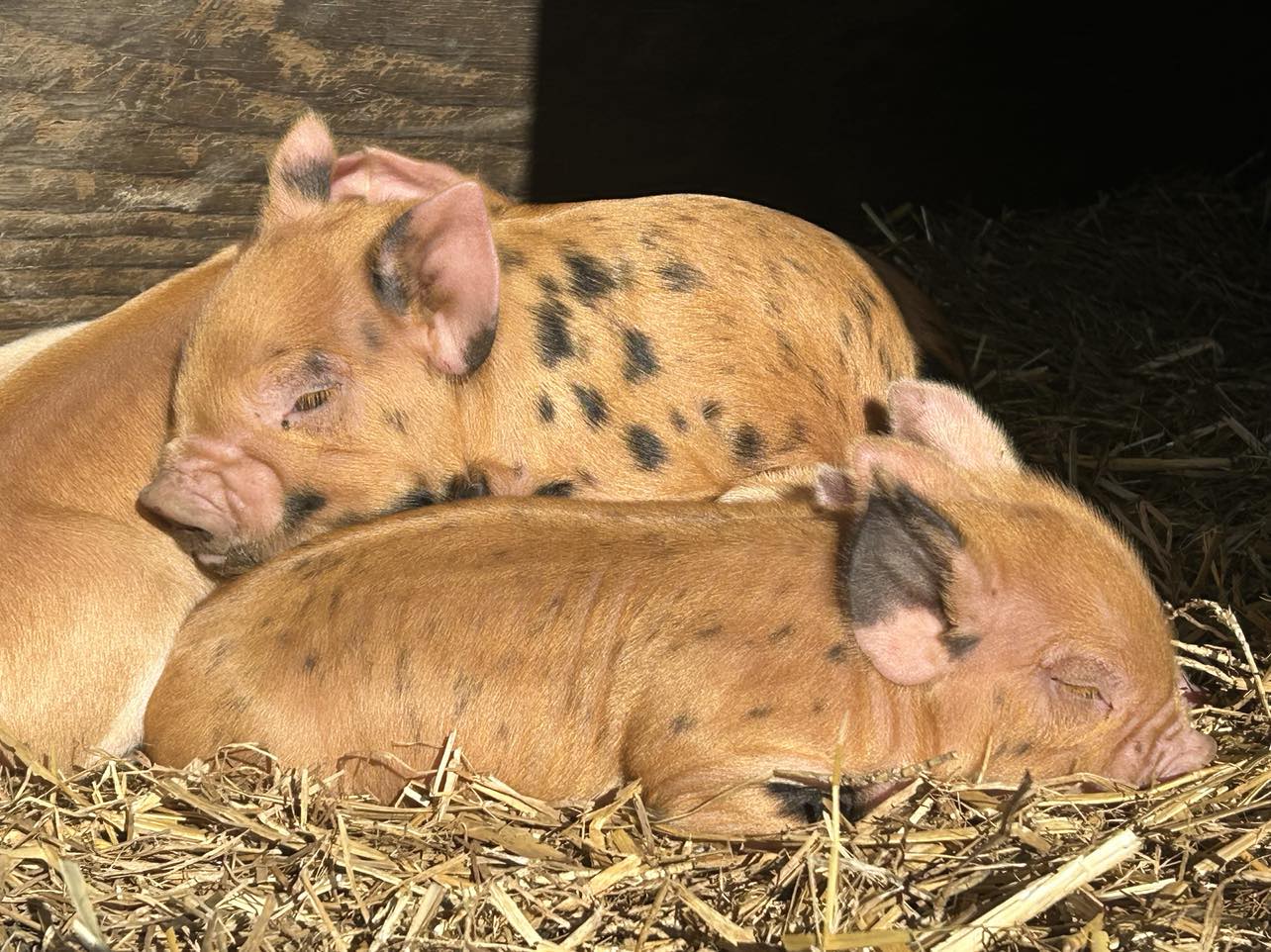 Breed Standard - Idaho Pasture Pig Registry LLC