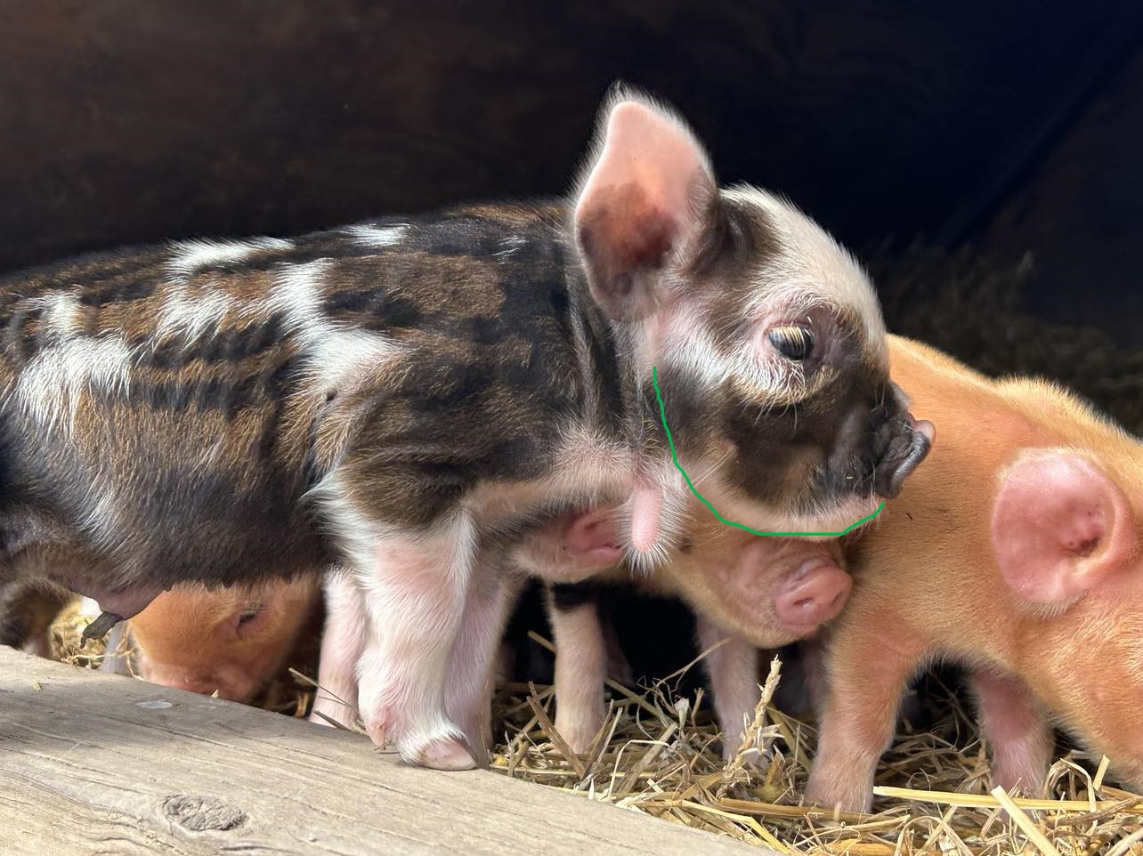 Breed Standard - Idaho Pasture Pig Registry LLC